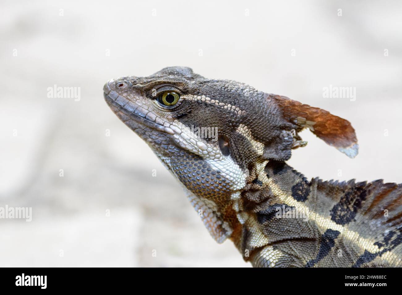 Jesus Christ Lizard or common basilisk (Basiliscus basiliscus ...