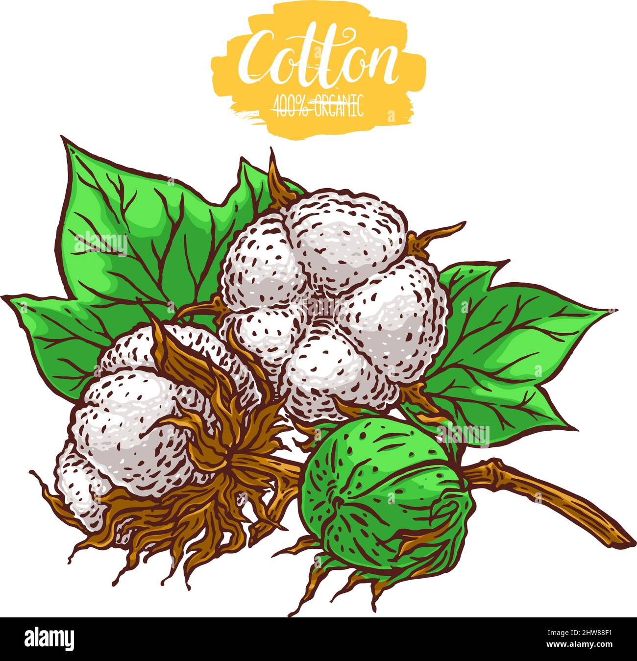 beautiful hand-drawn illustration of a branch of cotton Stock Vector ...
