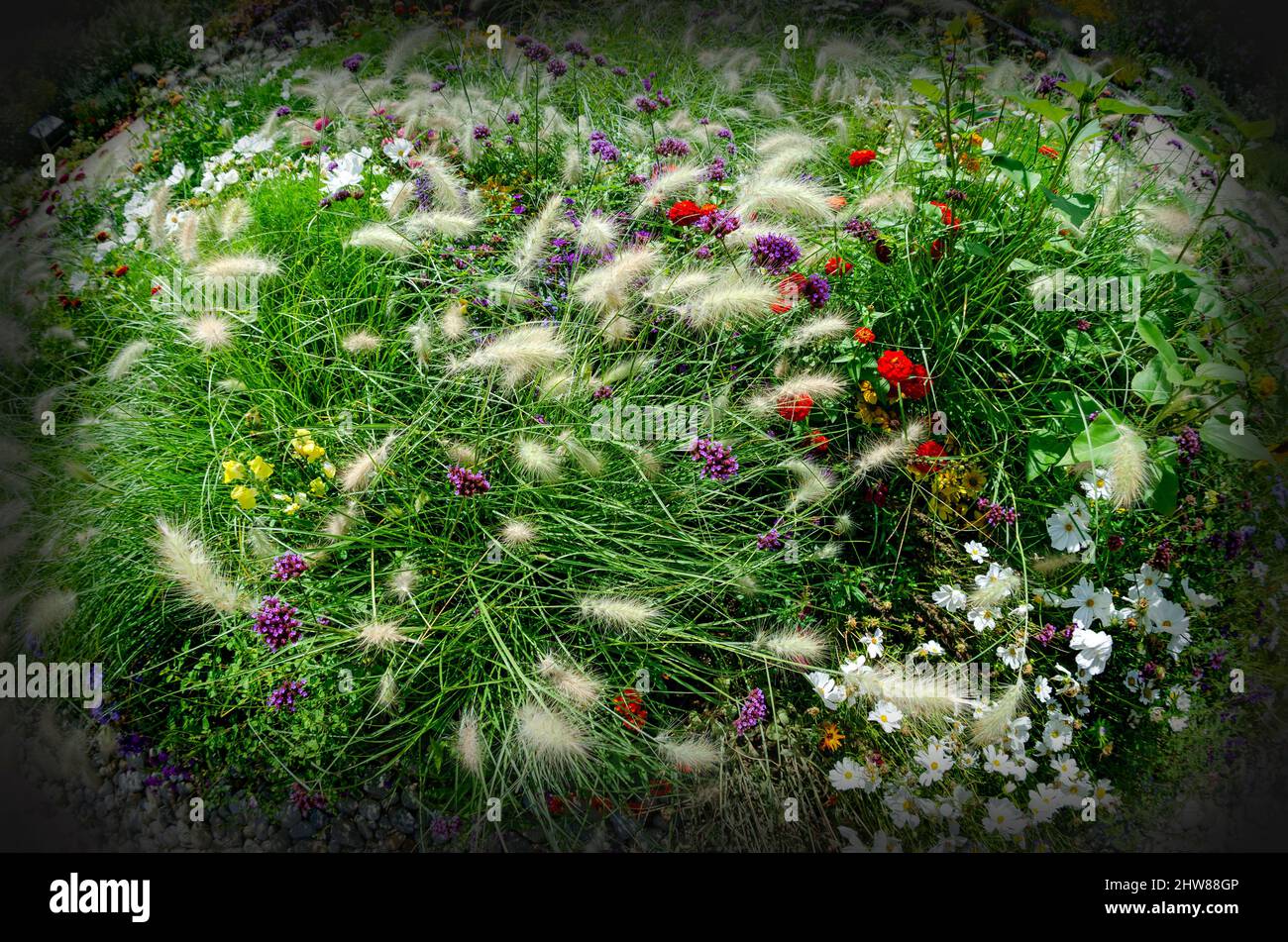 colourful flower bed with flourishing grass dark framed Stock Photo - Alamy