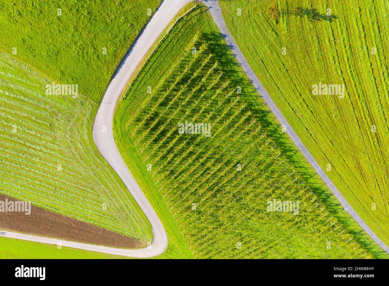 Grape plantation. Road. Field. Aerial view. Natural background Stock ...
