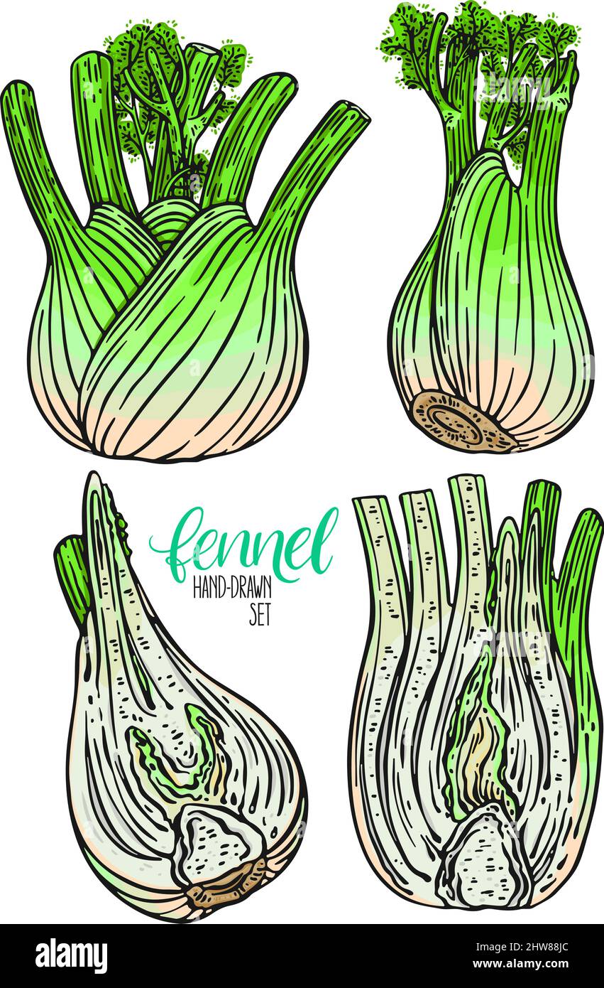 cute set of ripe fennel. hand-drawn illustration Stock Vector Image ...