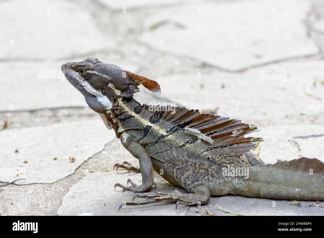 Jesus Christ Lizard or common basilisk (Basiliscus basiliscus ...