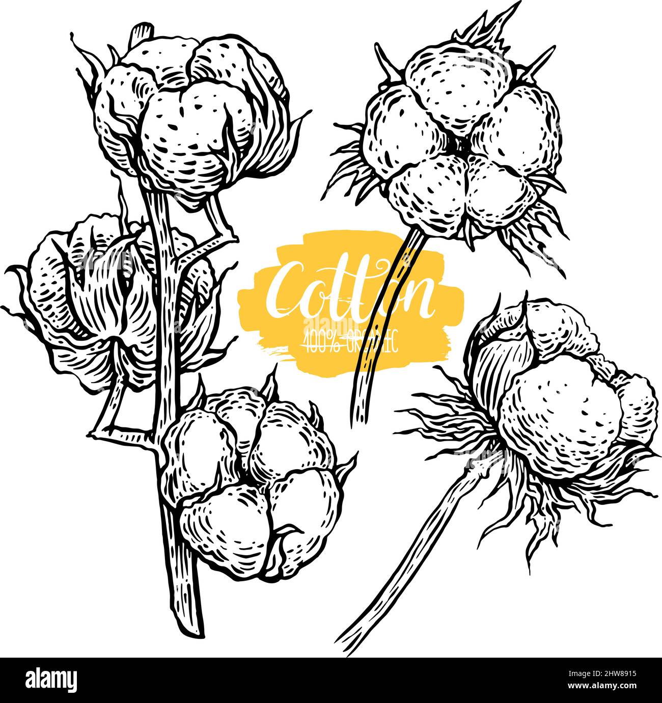 beautiful set of sketch cotton buds. hand-drawn illustration Stock ...
