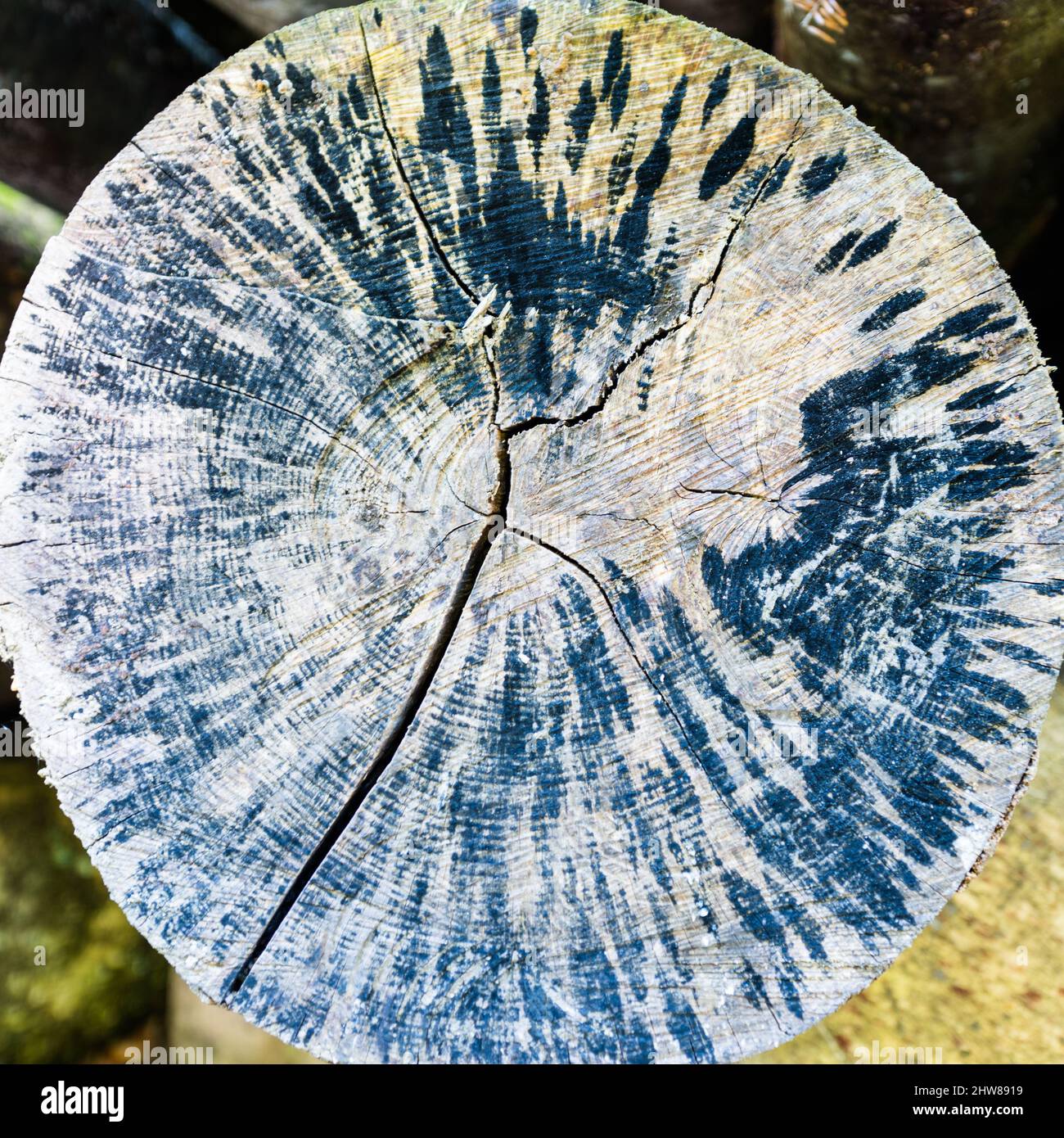 Cross section of the tree. Image is an abstract illustration or ...