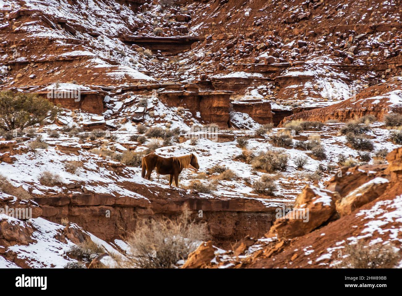 A horse alone in the Snowy Desert with a rugged background in Arizona ...