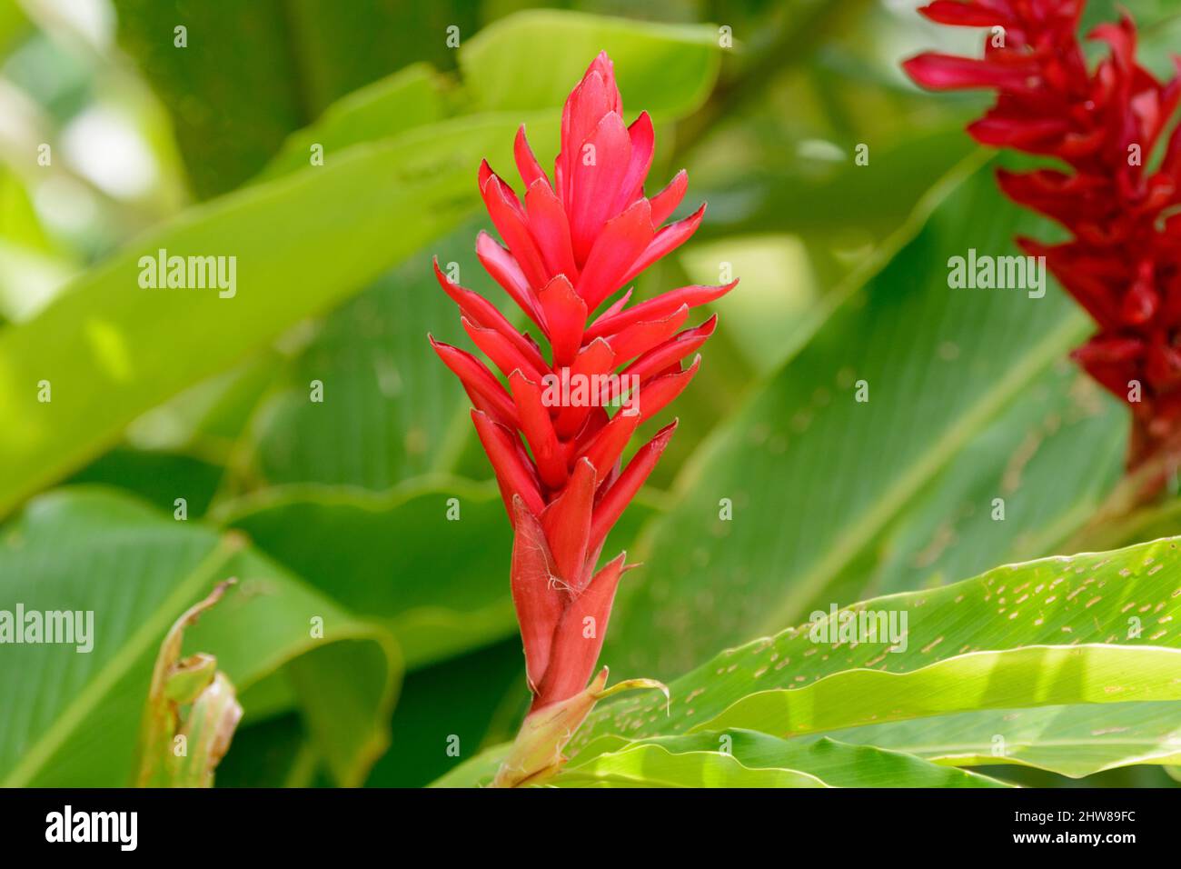 Ginger flower costa rica hi-res stock photography and images - Alamy