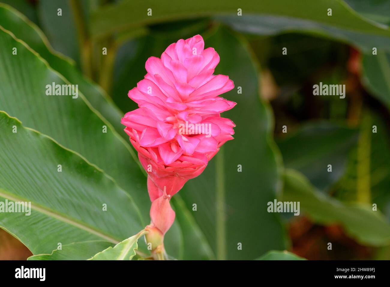 Pink ginger alpinia hi-res stock photography and images - Alamy