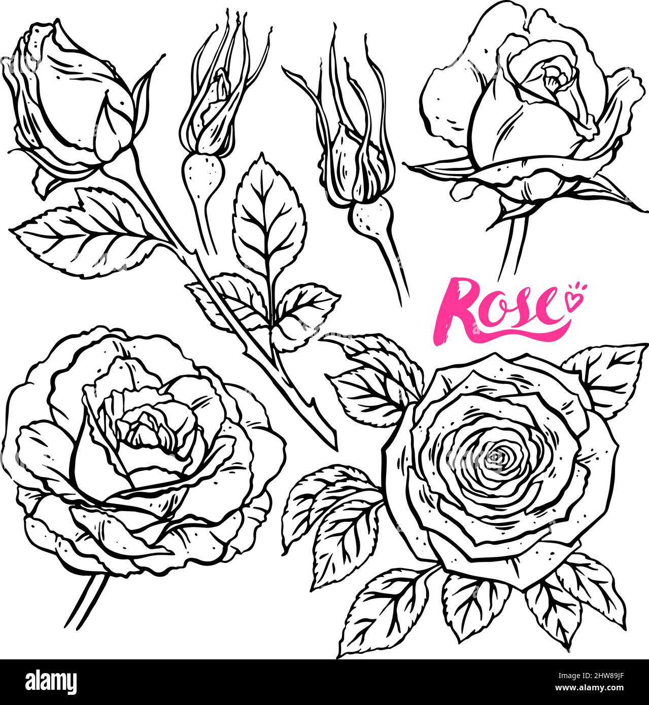 beautiful set of sketch roses. hand-drawn illustration Stock Vector ...