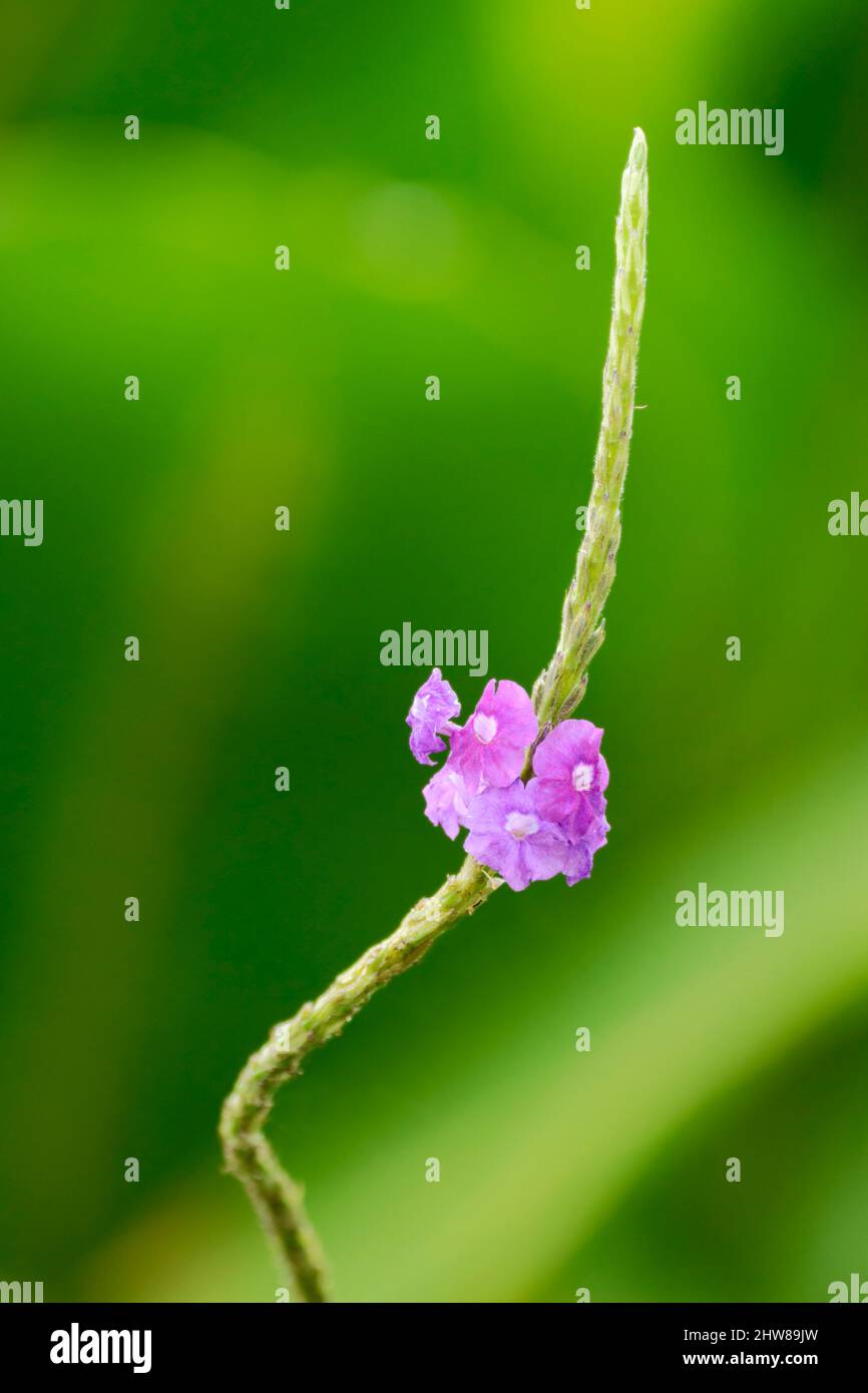 Blue Porterweed flower (Stachytarpheta jamaicensis), Costa Rica ...