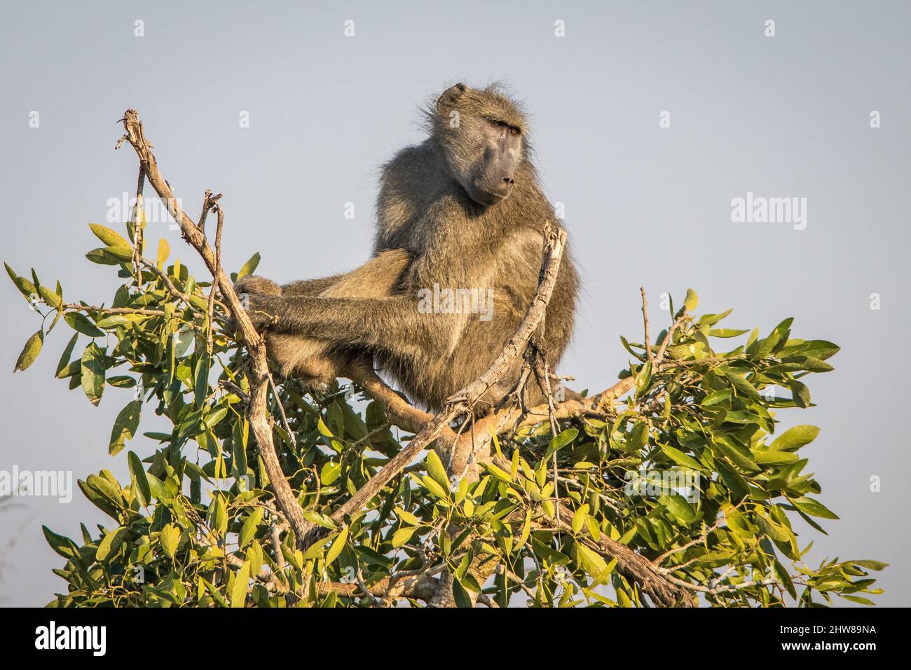Baboon on top of tree hi-res stock photography and images - Alamy