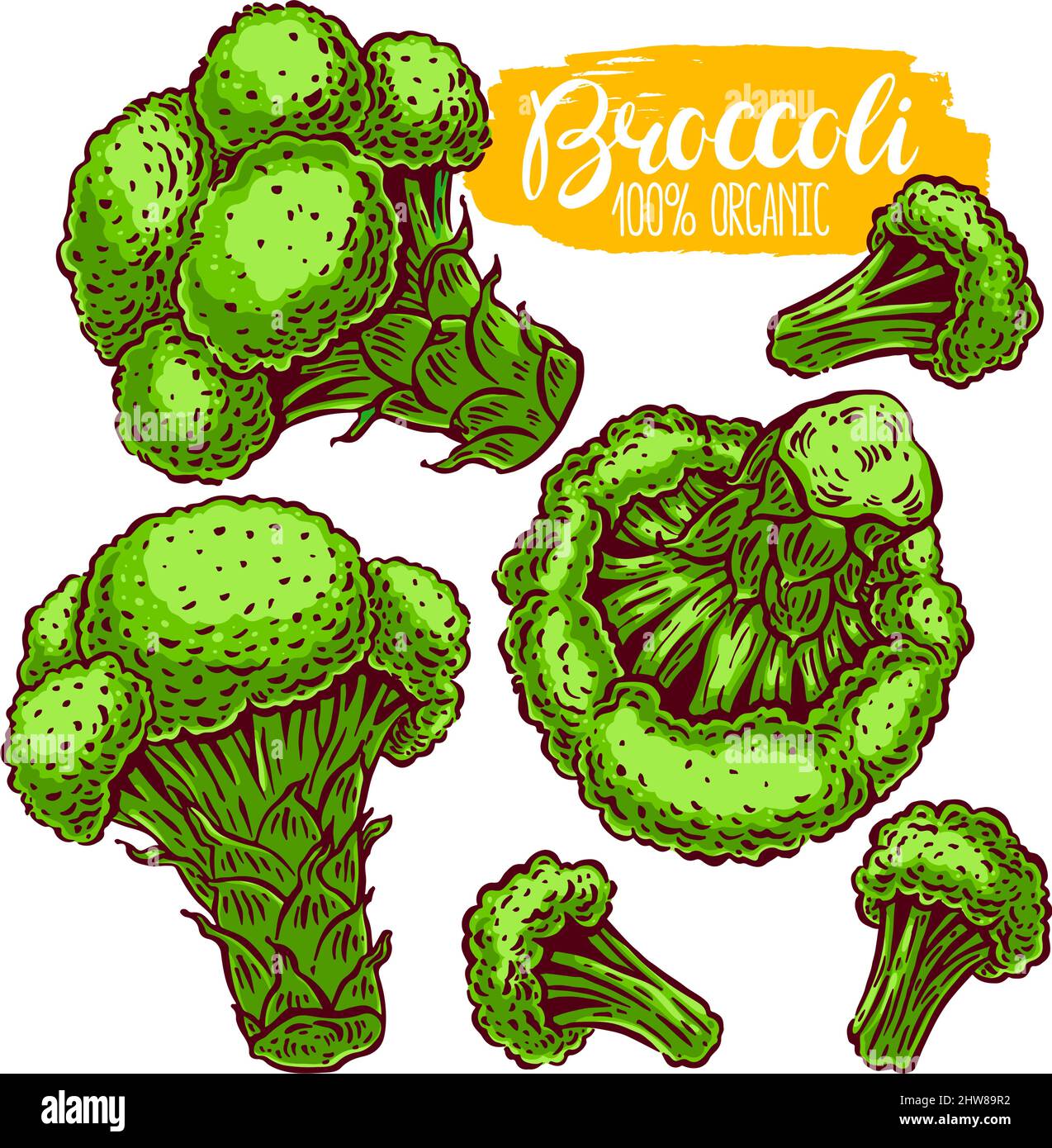 beautiful set of a variety of broccoli. hand-drawn illustration Stock ...