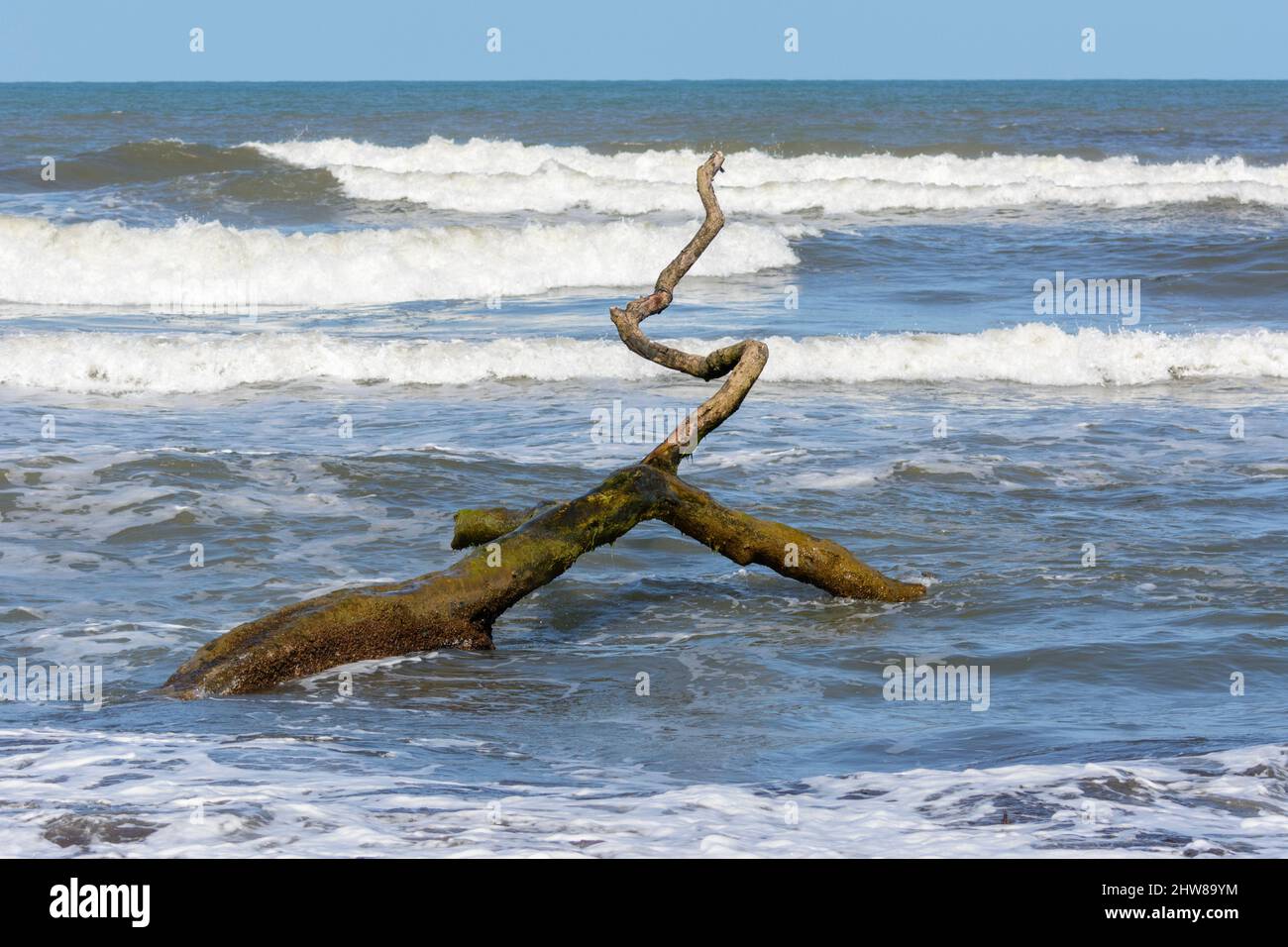 A fallen tree branch lies in the surf on the beach in Tortuguero, Limon ...