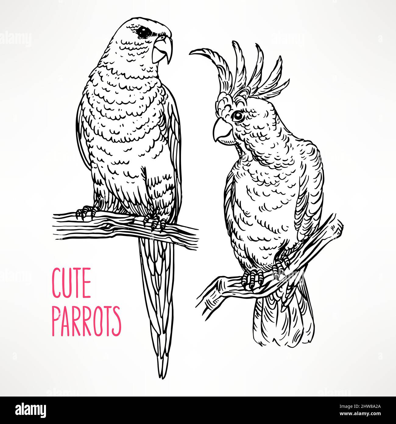 Two beautiful exotic sketch parrot. hand-drawn illustration Stock ...