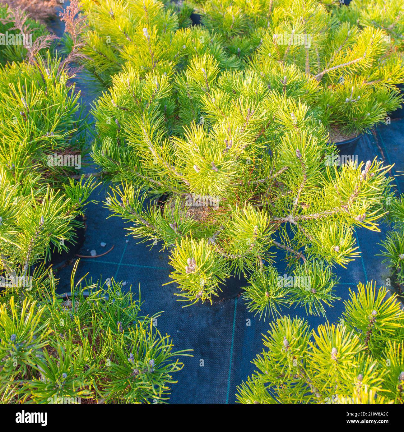 Cultivation of decorative plants. Firs, fir, cypress. Greenhouse ...
