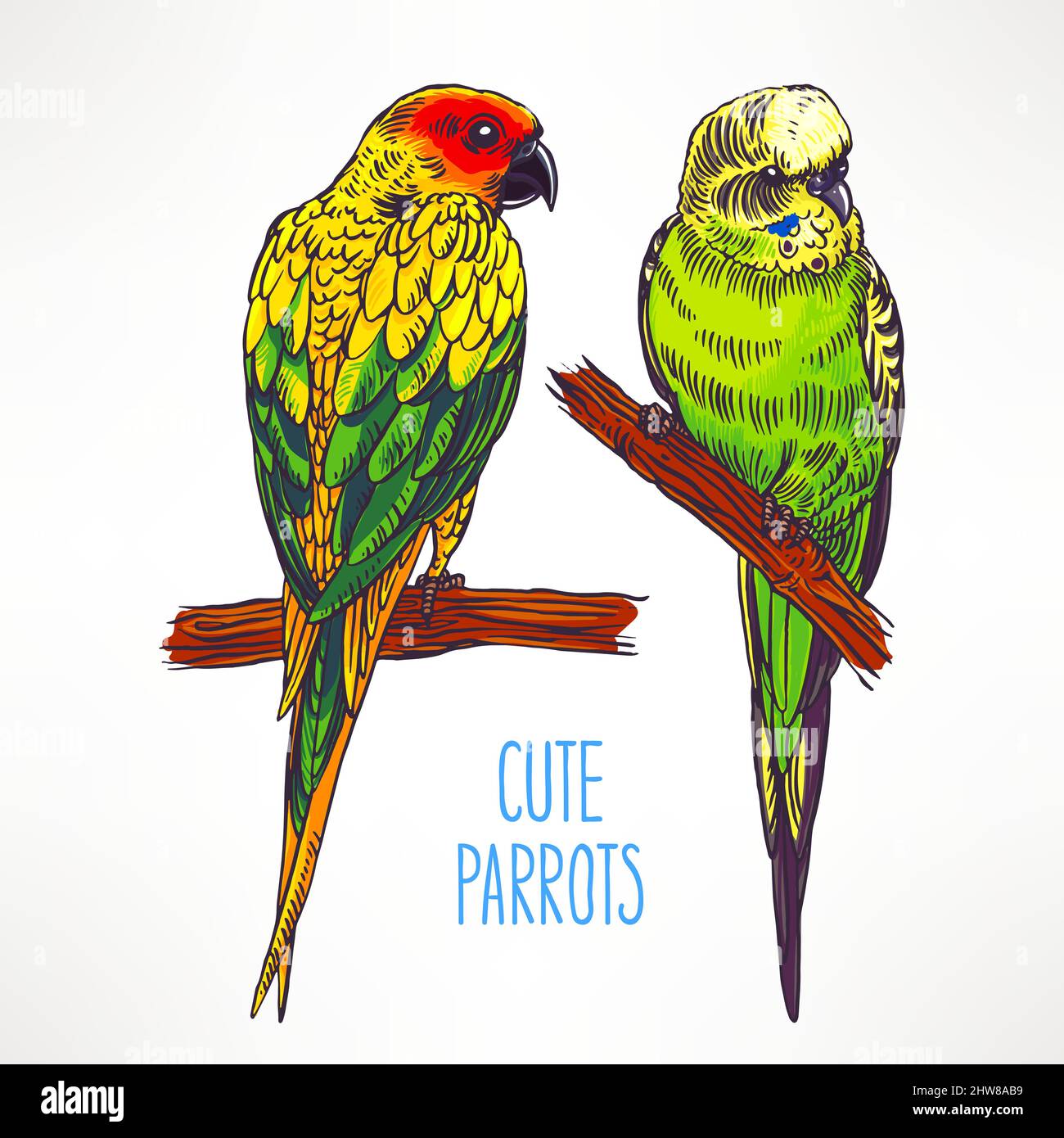 Two colorful beautiful exotic parrot. hand-drawn illustration Stock ...