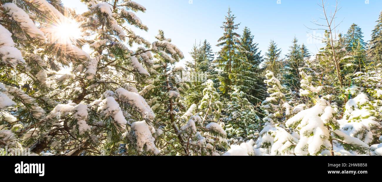 Winter in the forest. Snowdrifts of snow on Christmas trees. The sun in ...