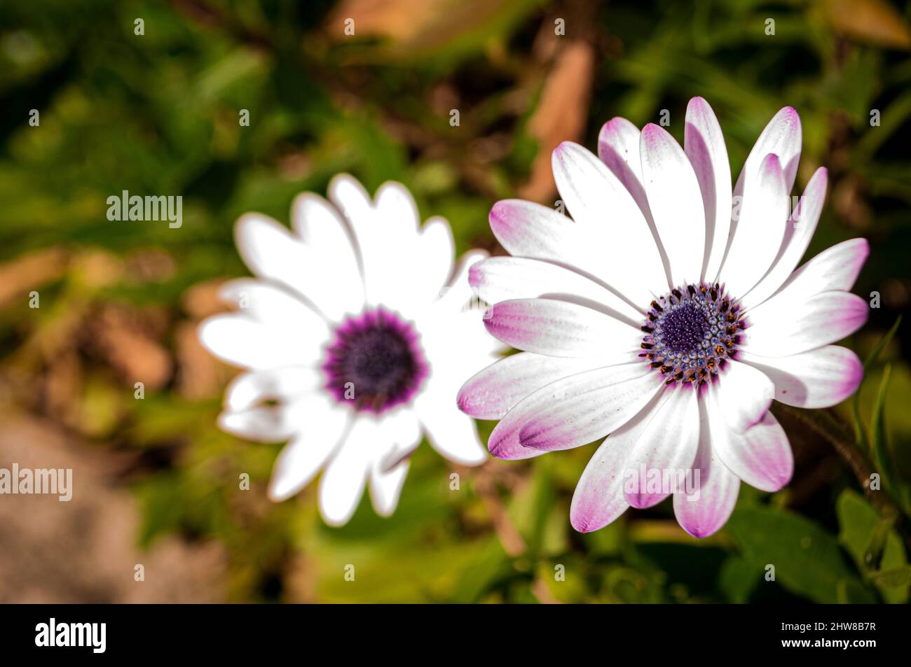 Closeup of white daisies with violet edges in sunlight against the ...