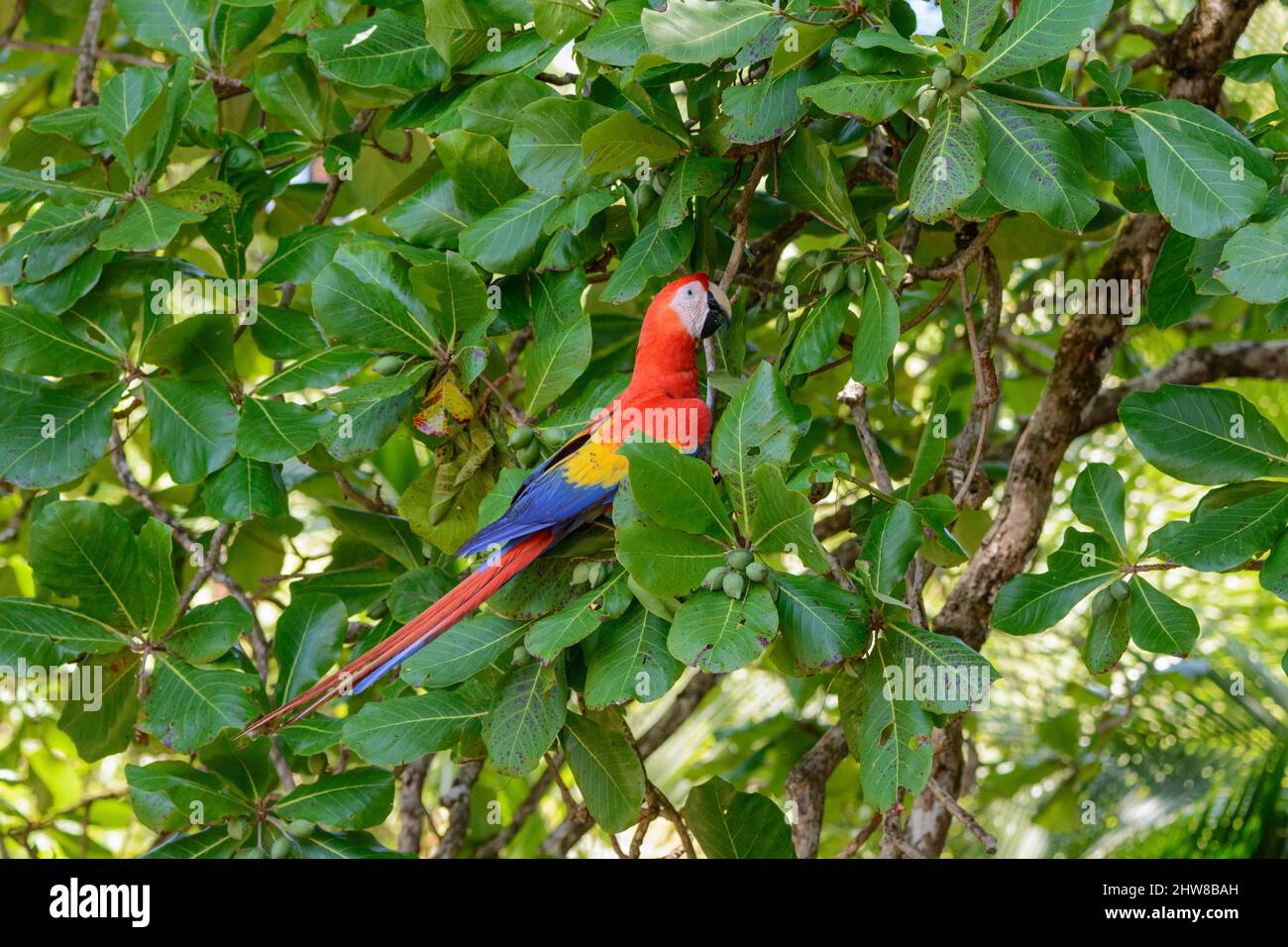 A scarlet macaw (Ara macao) searching for nuts in a beach almond tree ...