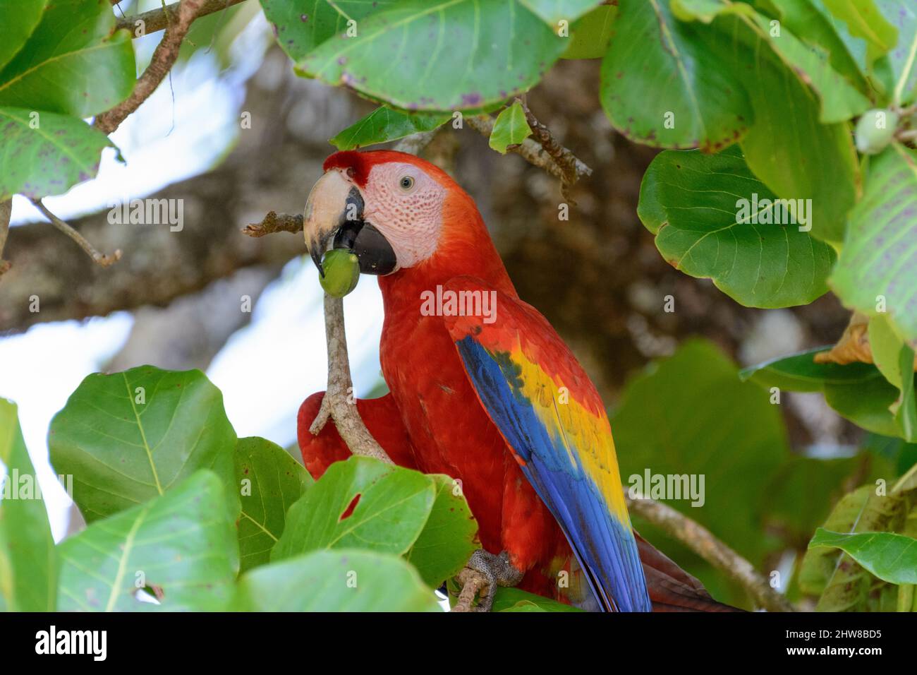 A scarlet macaw (Ara macao) eating nuts from a beach almond tree ...