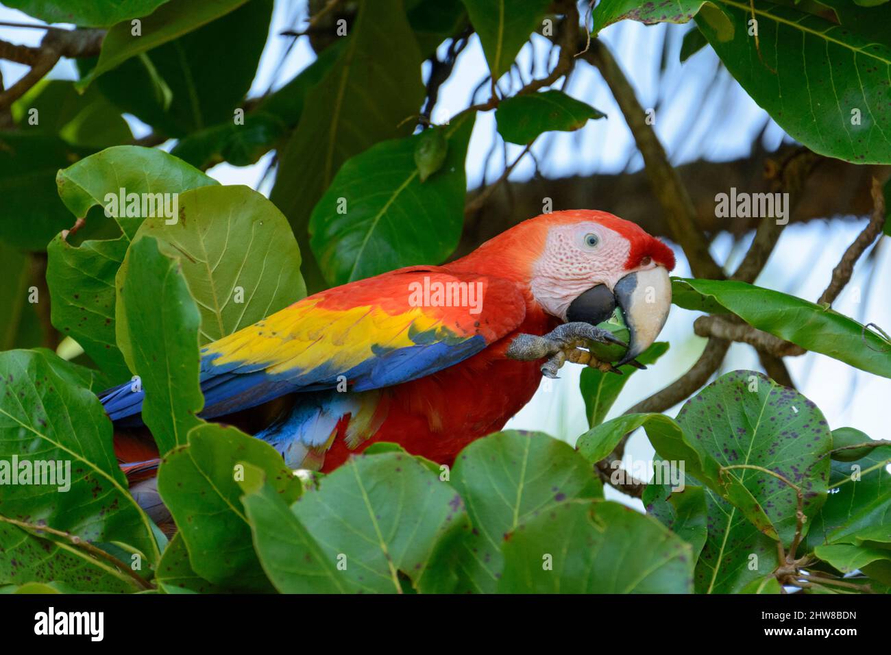 A scarlet macaw (Ara macao) eating nuts from a beach almond tree ...