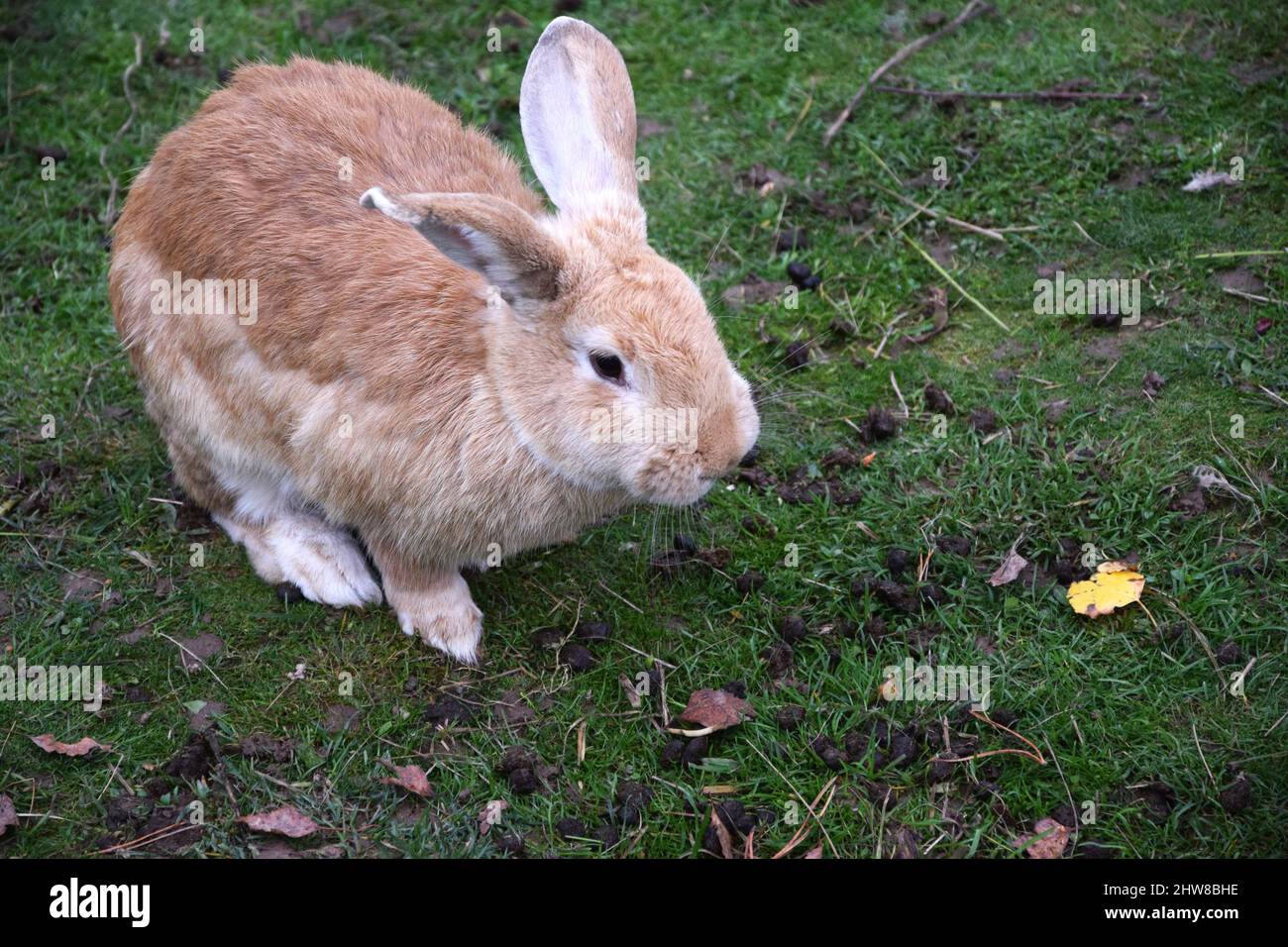 Round fluffy ears hi-res stock photography and images - Alamy