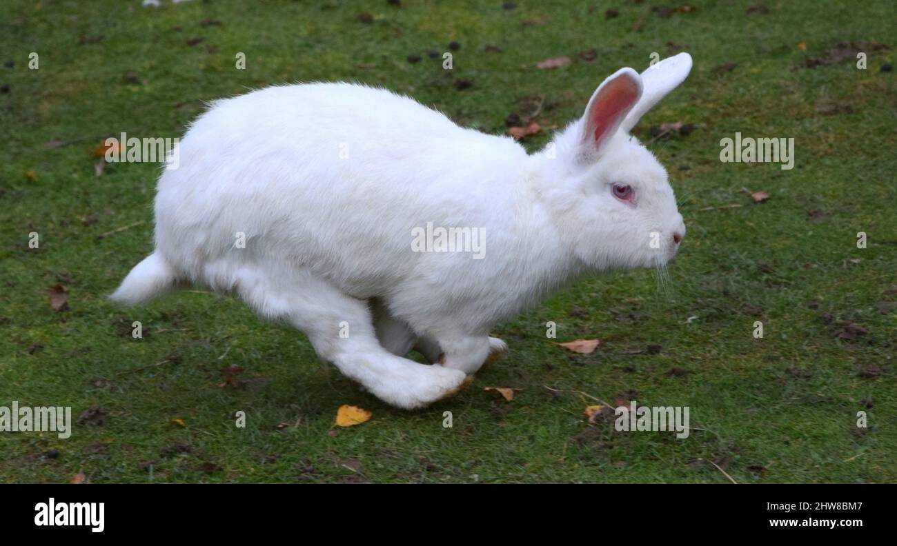 White giant rabbit in a field Stock Photo - Alamy