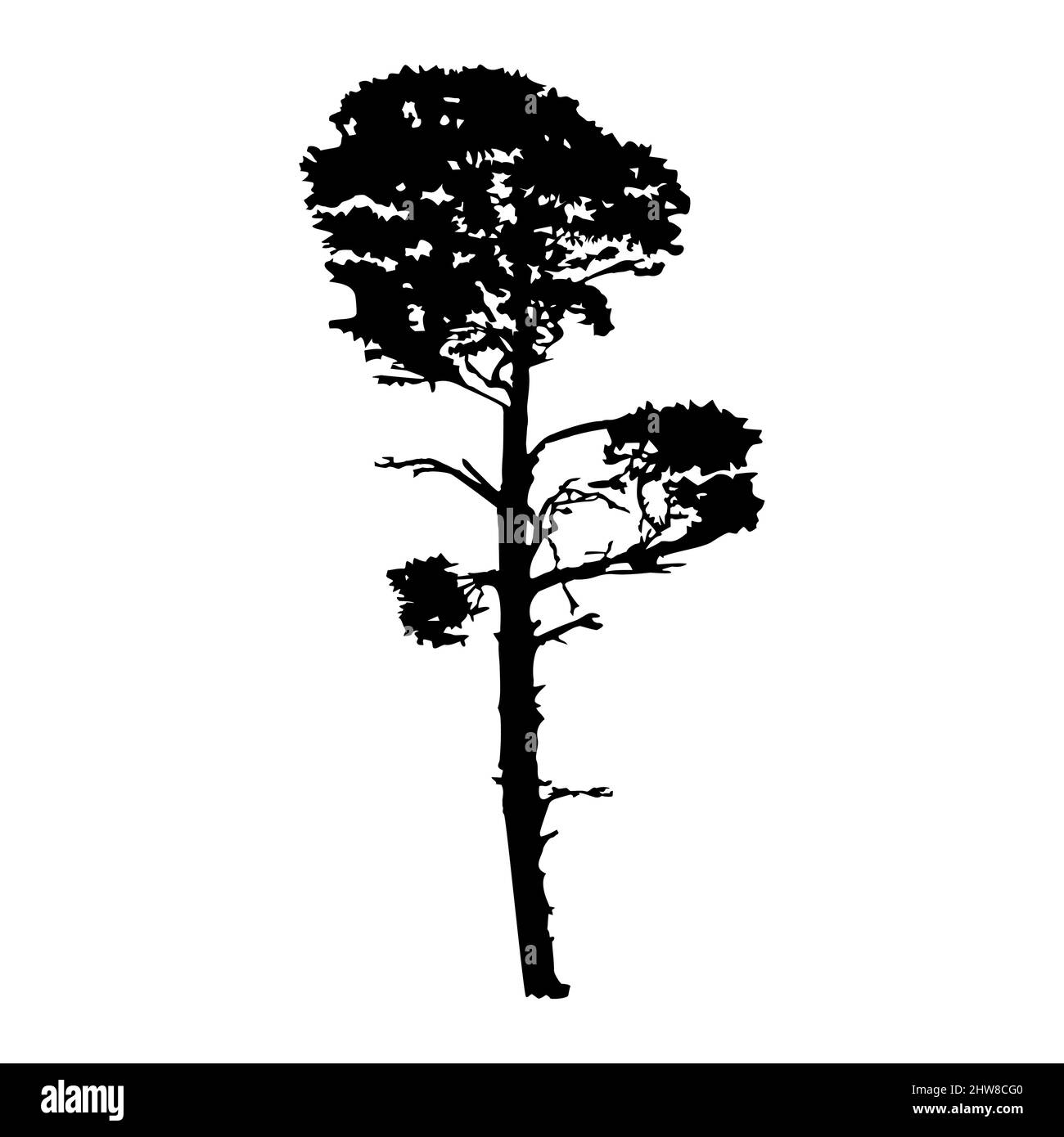Pine Silhouette