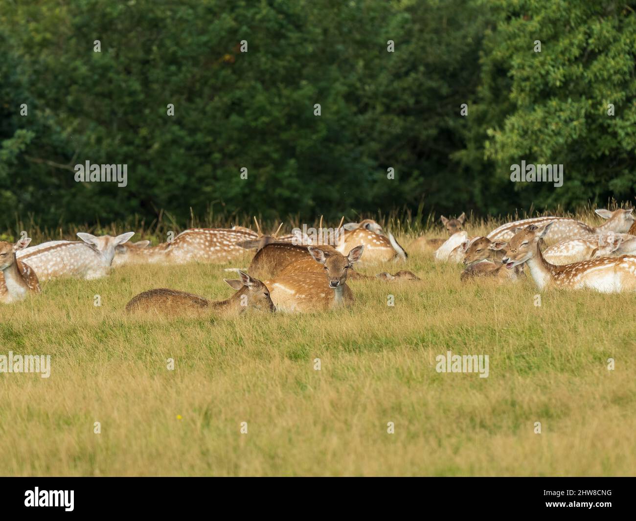 Fallow Deer Doe laying Down in the Herd Stock Photo - Alamy