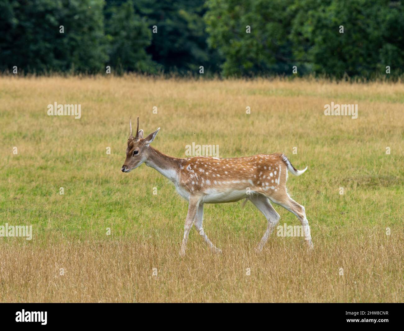 Fallow Deer Doe Standing in Grass Stock Photo - Alamy
