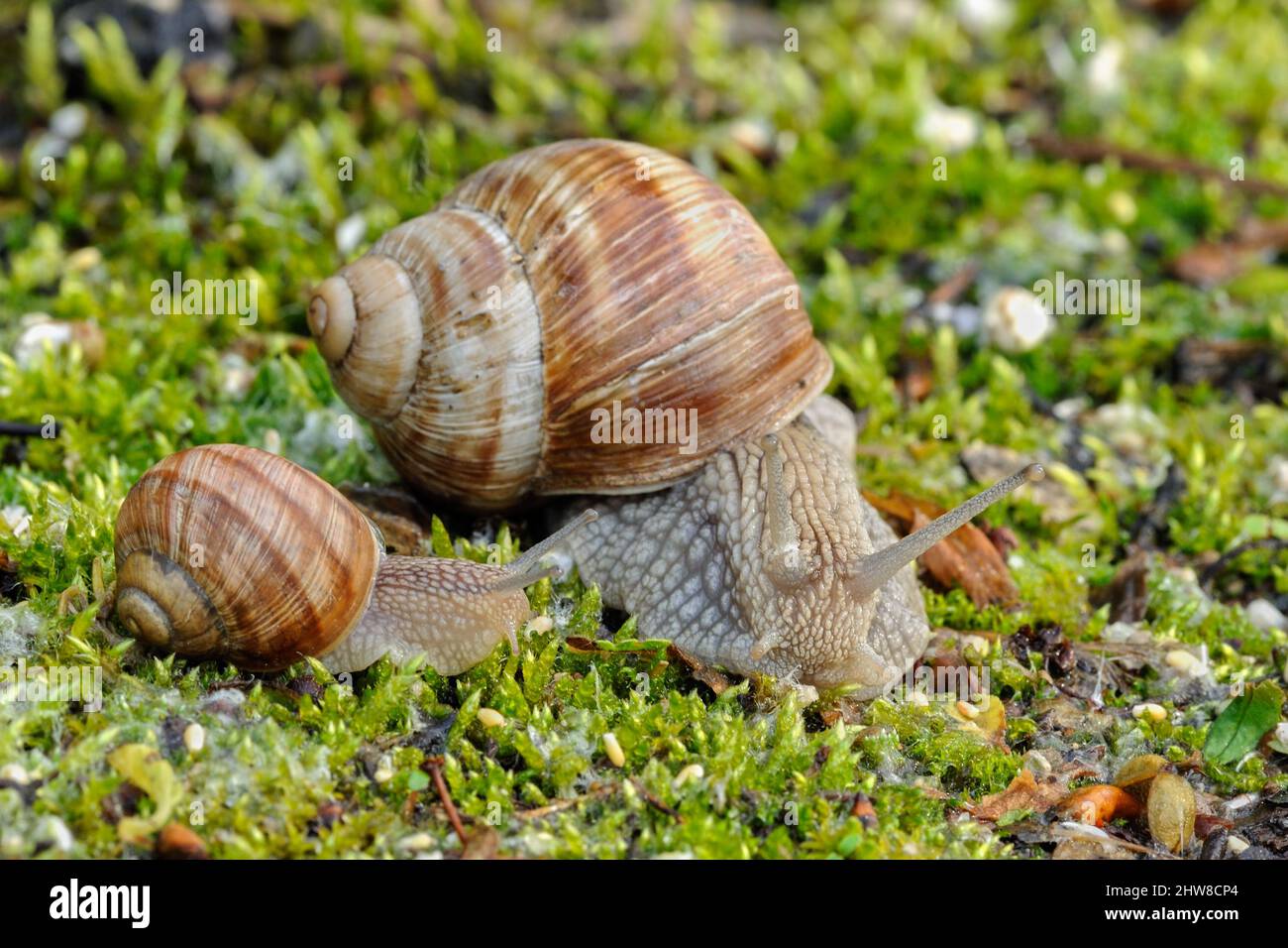 Snails, Helix pomatia in moss after rain. Adult with young. Blurred ...