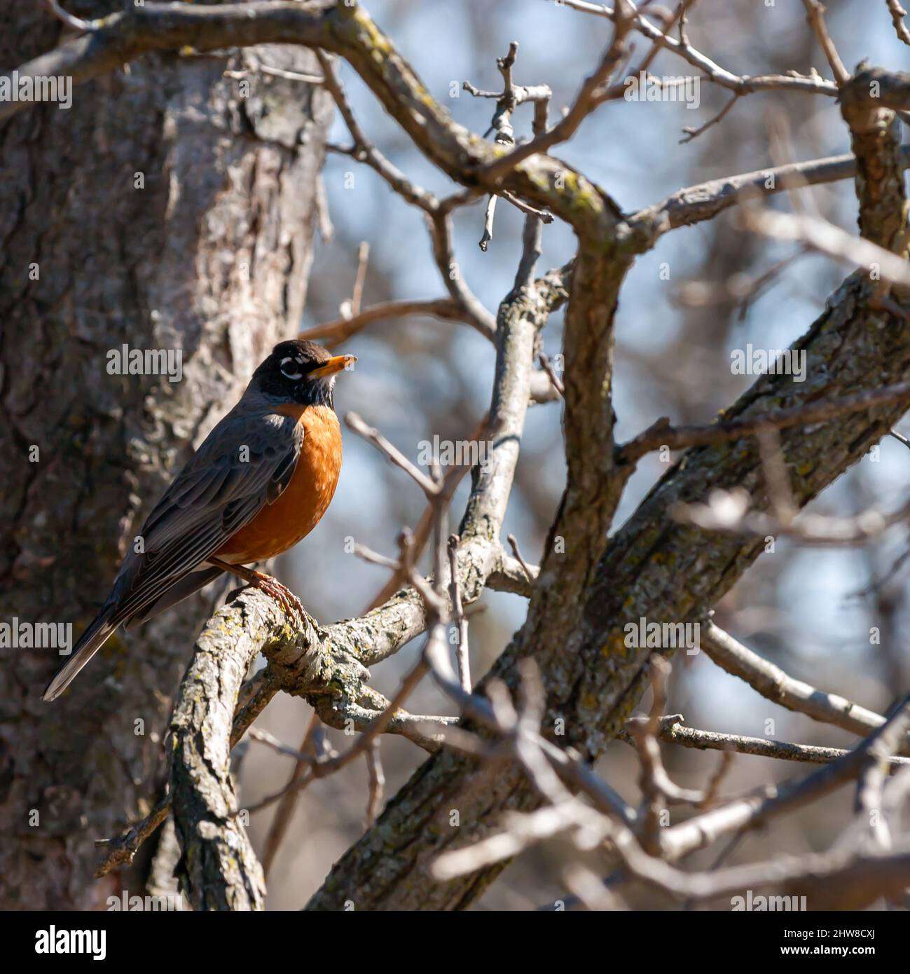 A robin eyes the photographer from a springtime branch Stock Photo - Alamy