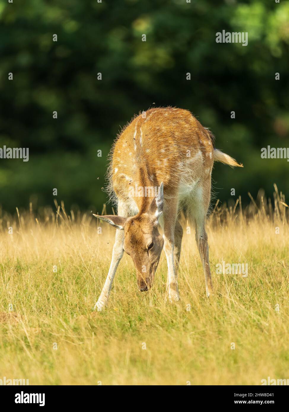 Fallow Deer Doe Standing in Grass Stock Photo - Alamy