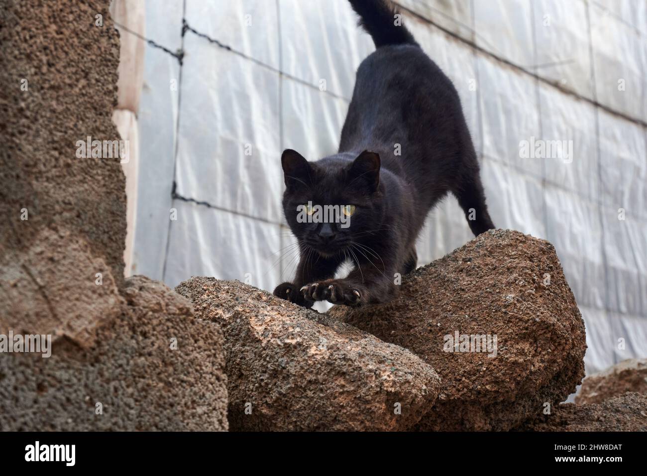 Black cat is crouching on the rocks and getting ready to jump Stock ...