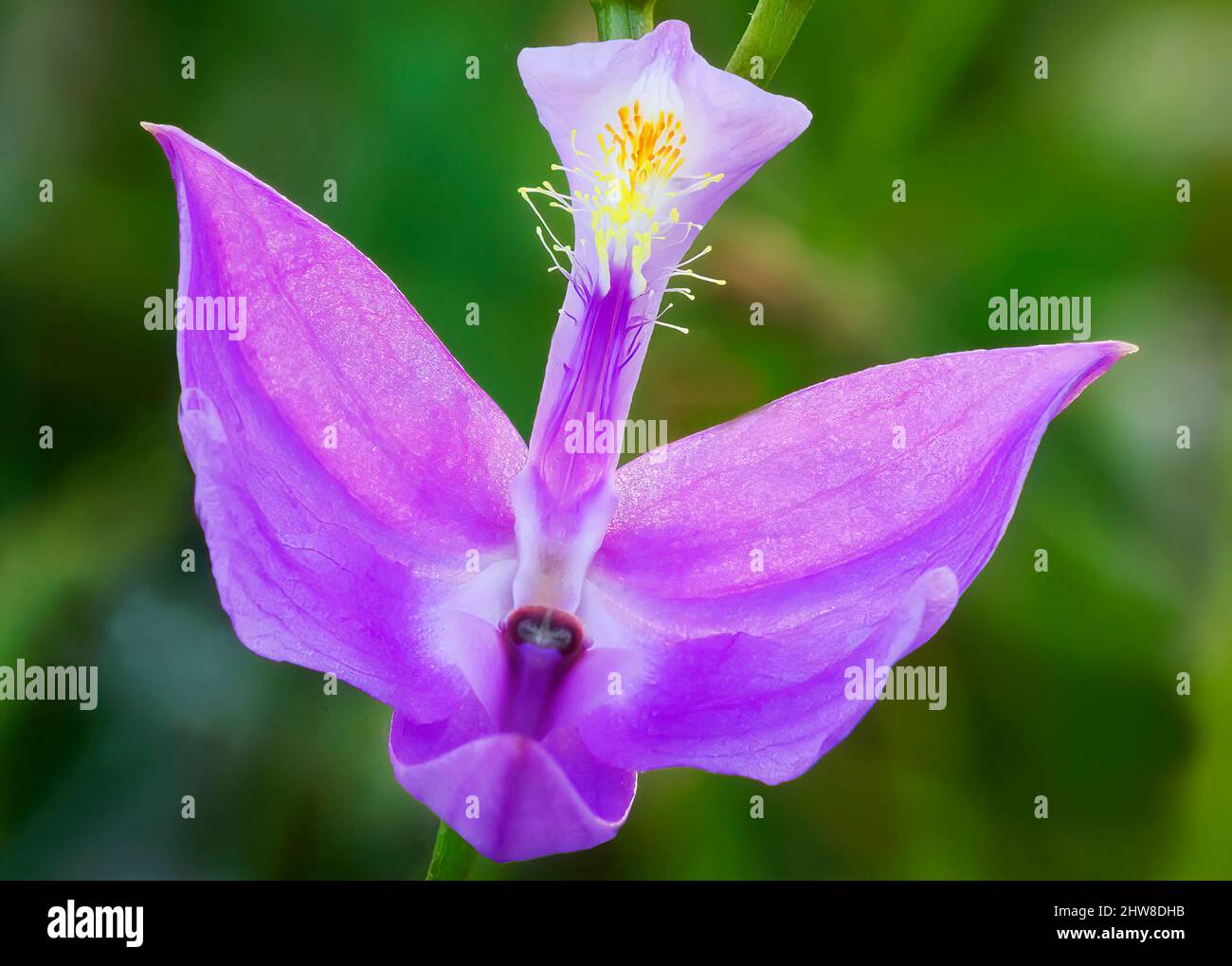 Calopogon orchid growing in bog habitat Stock Photo - Alamy