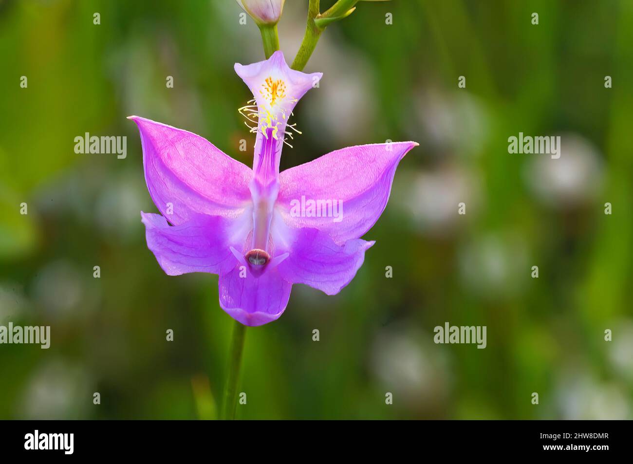 Calopogon orchid growing in bog habitat Stock Photo - Alamy