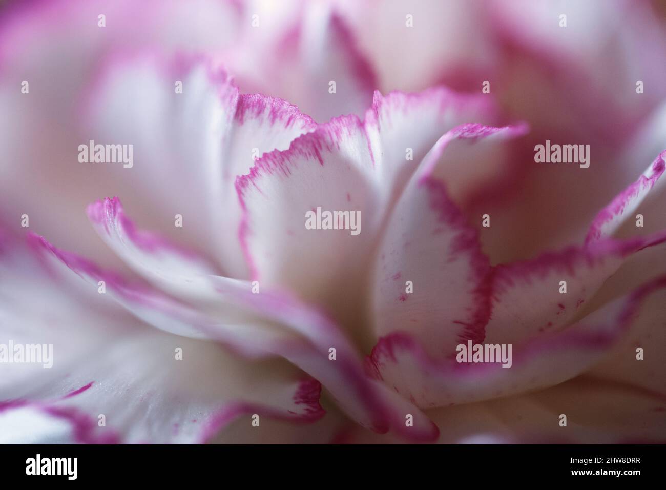Candy cane flowers hi-res stock photography and images - Alamy