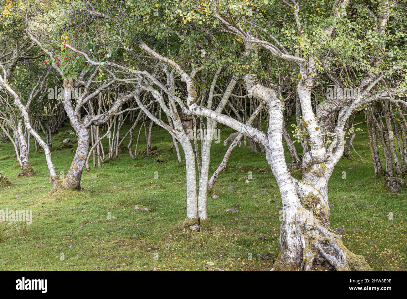 A small woodland of stunted, gnarled silver birch trees beside Loch ...
