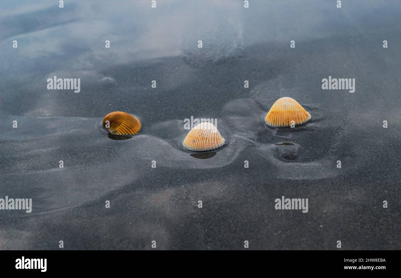 Summer photo of shells on beach and free space for your decoration. Sea ...