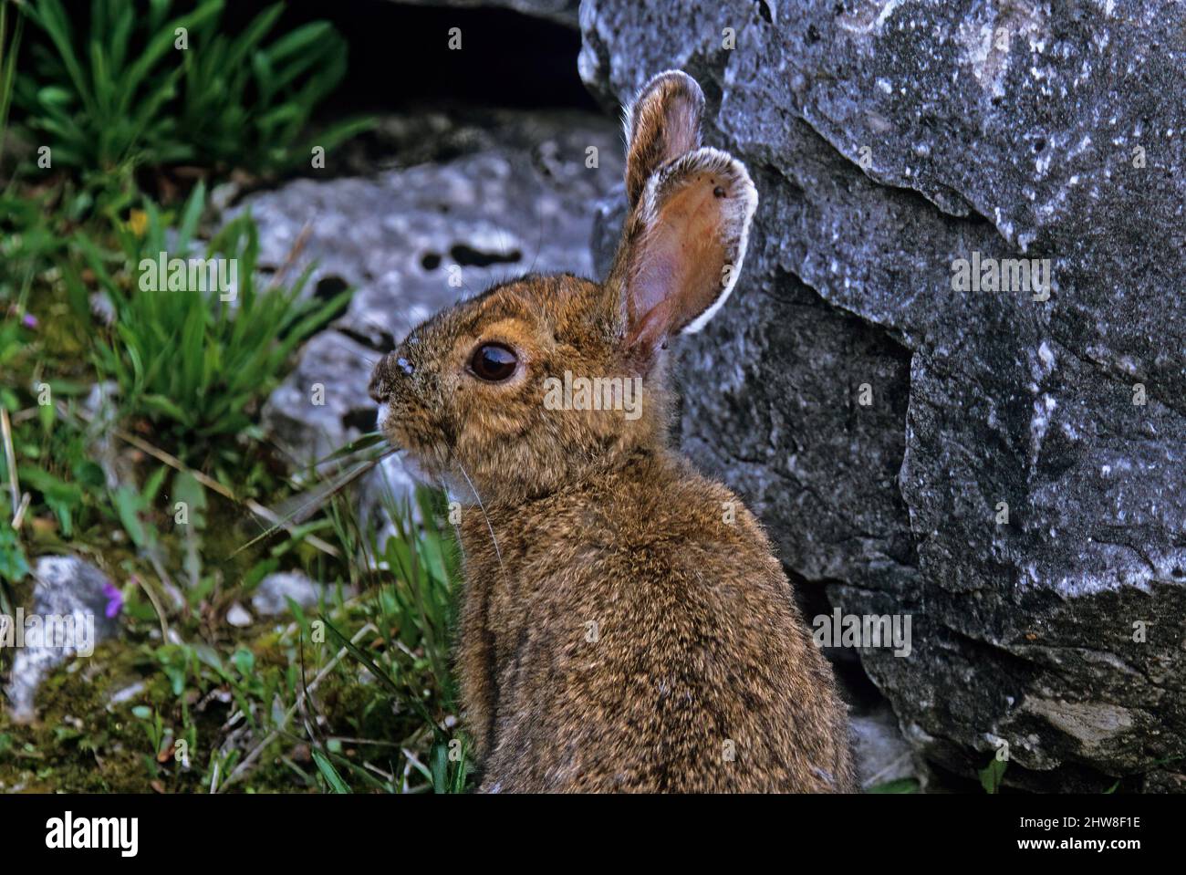 Snowshoe hare in late spring at Bruce Peninsula National Park Stock ...