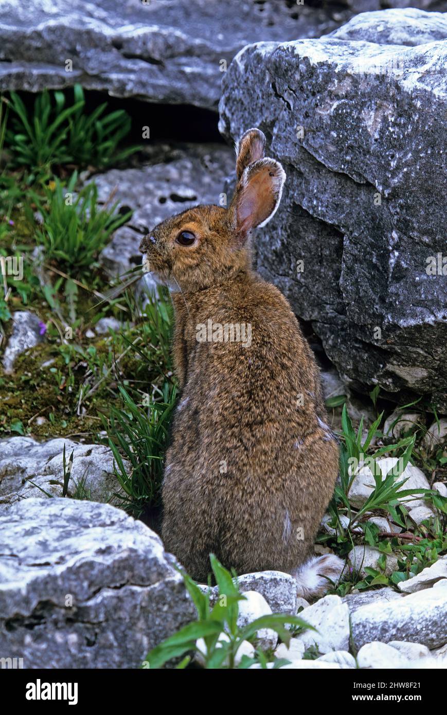Snowshoe hare in late spring at Bruce Peninsula National Park Stock ...