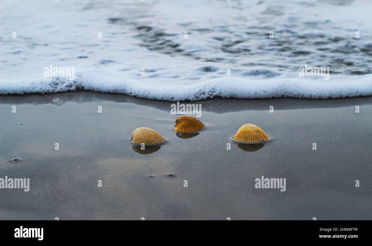 Seashell buried in sand hi-res stock photography and images - Alamy