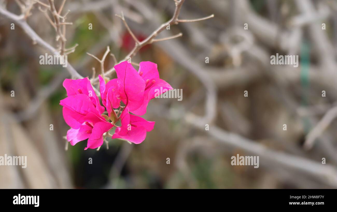 Flower at Baladna Park Qatar Stock Photo - Alamy