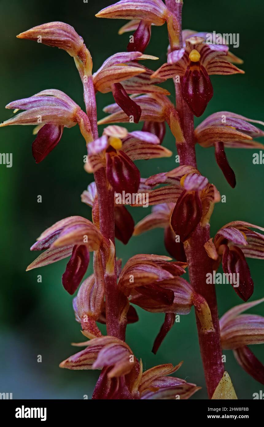 Striped Coralroot orchid Bruce Peninsula National Park Ontario Canada ...