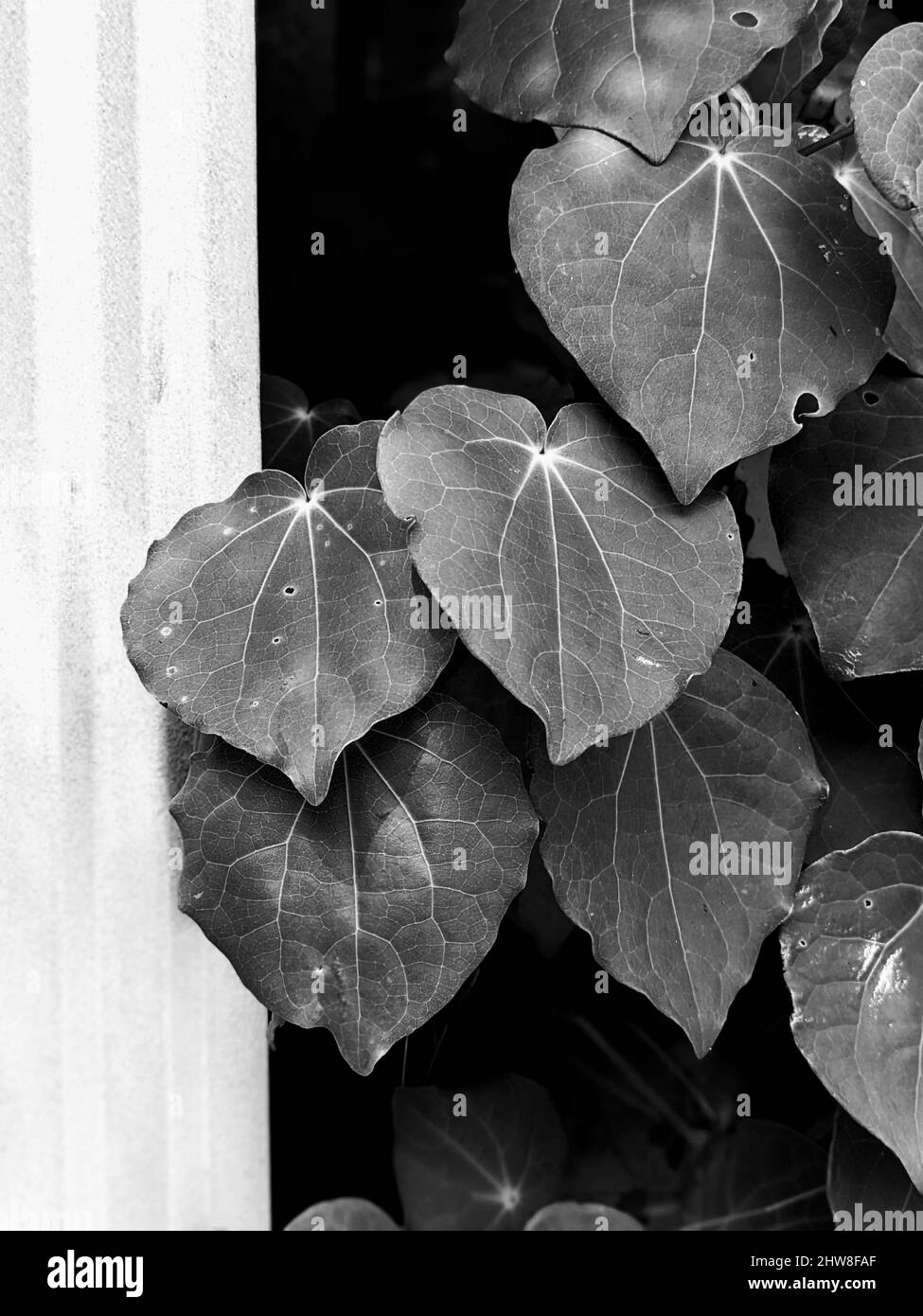 Large growing Black and White Stock Photos & Images - Alamy