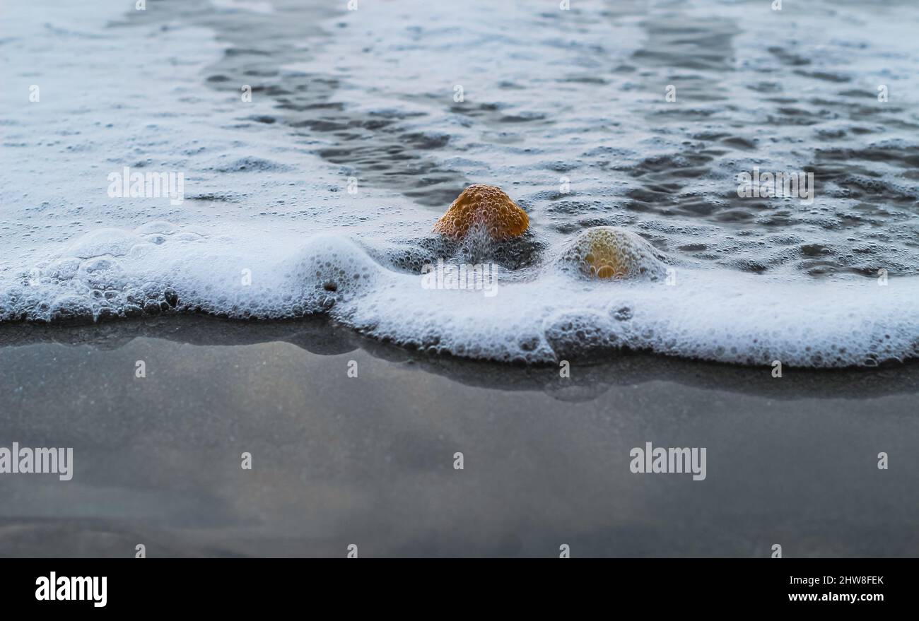 Seashell buried in sand hi-res stock photography and images - Alamy
