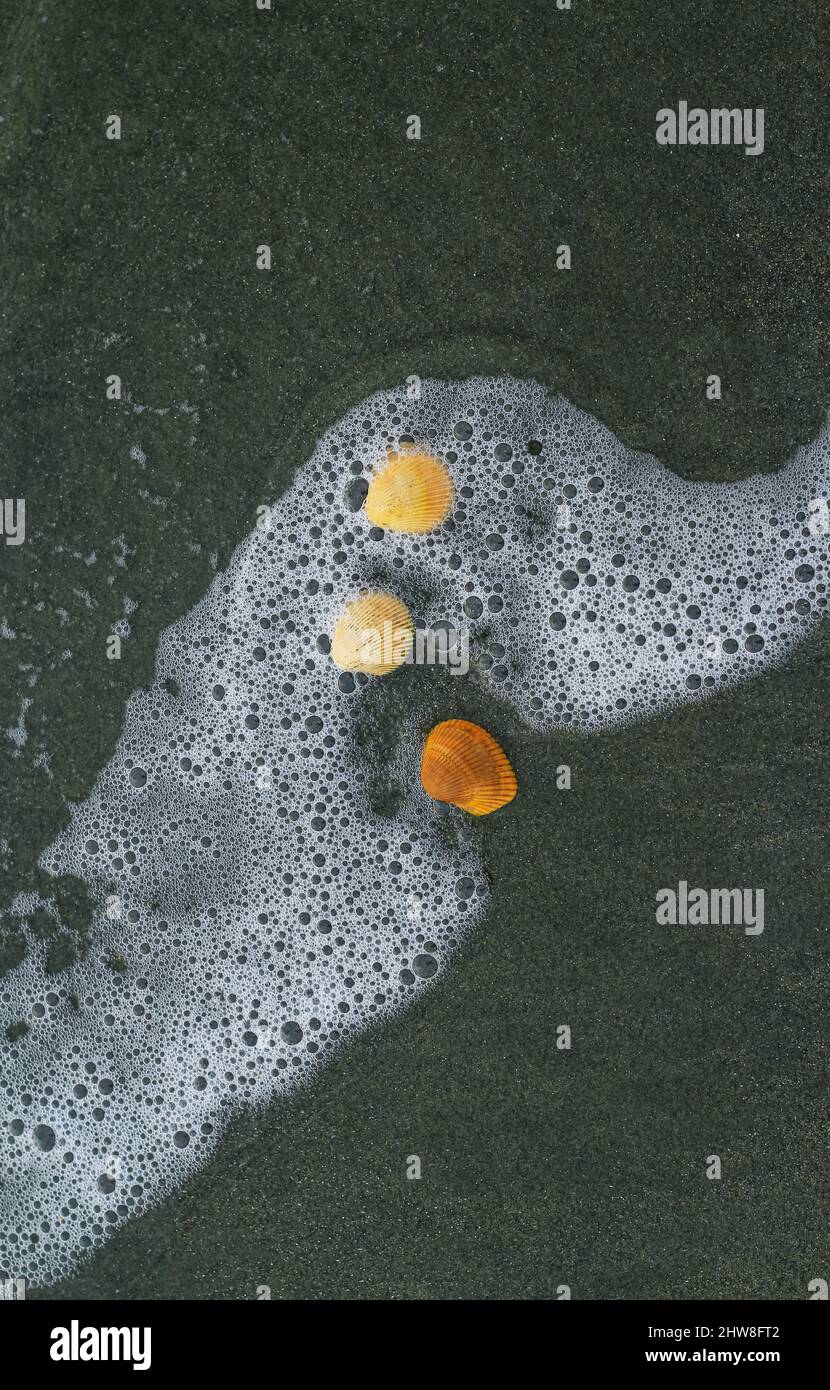 Seashell lying on the sand of the beach, half buried in the sand as the ...