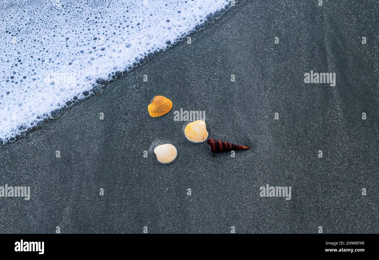 Seashell lying on the sand of the beach, half buried in the sand as the ...