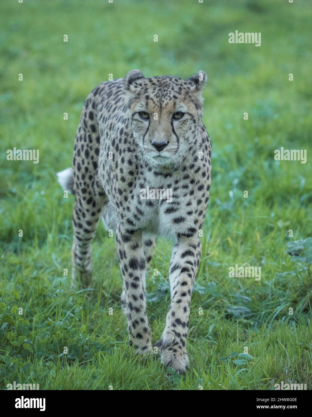 Wing the cheetah hi-res stock photography and images - Alamy