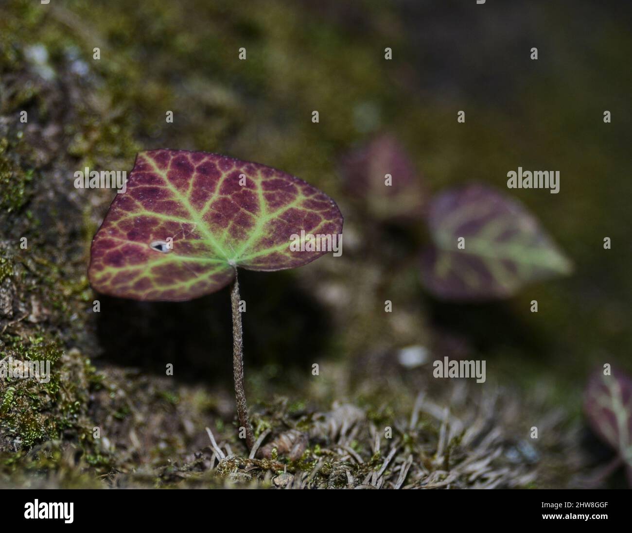 ivy plant wrapped in a tree trunk Stock Photo - Alamy
