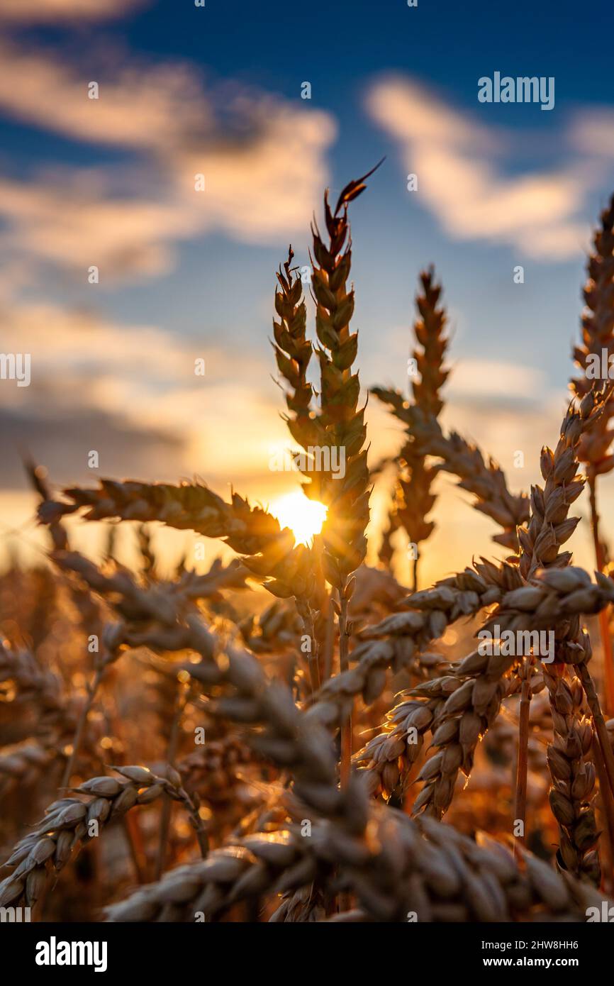 Vertical shot of a beautiful sunset and a field full of wheat Stock ...